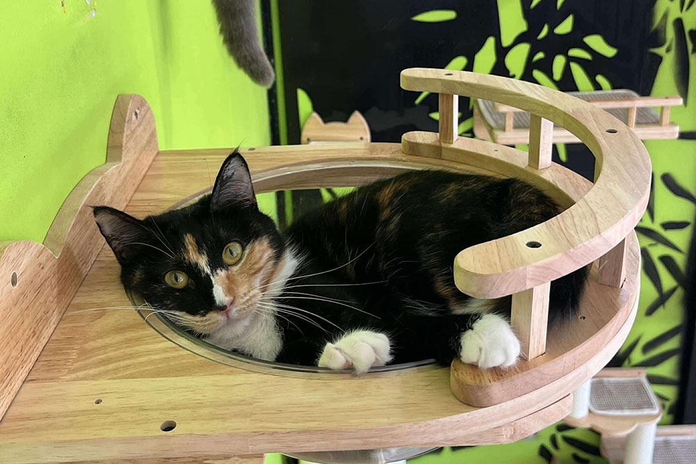 Crazy Cat Cafe Surfers Paradise | Must Do Gold Coast