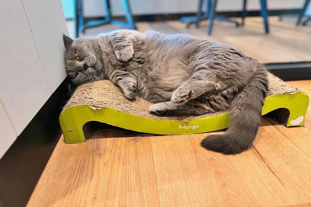 Supermarcat Cat Cafe Southport | Must Do Gold Coast